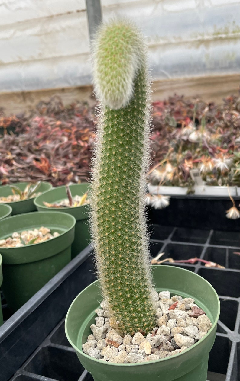 Cleistocactus Winteri Ssp. Colademononis Monkey's Tail - Etsy