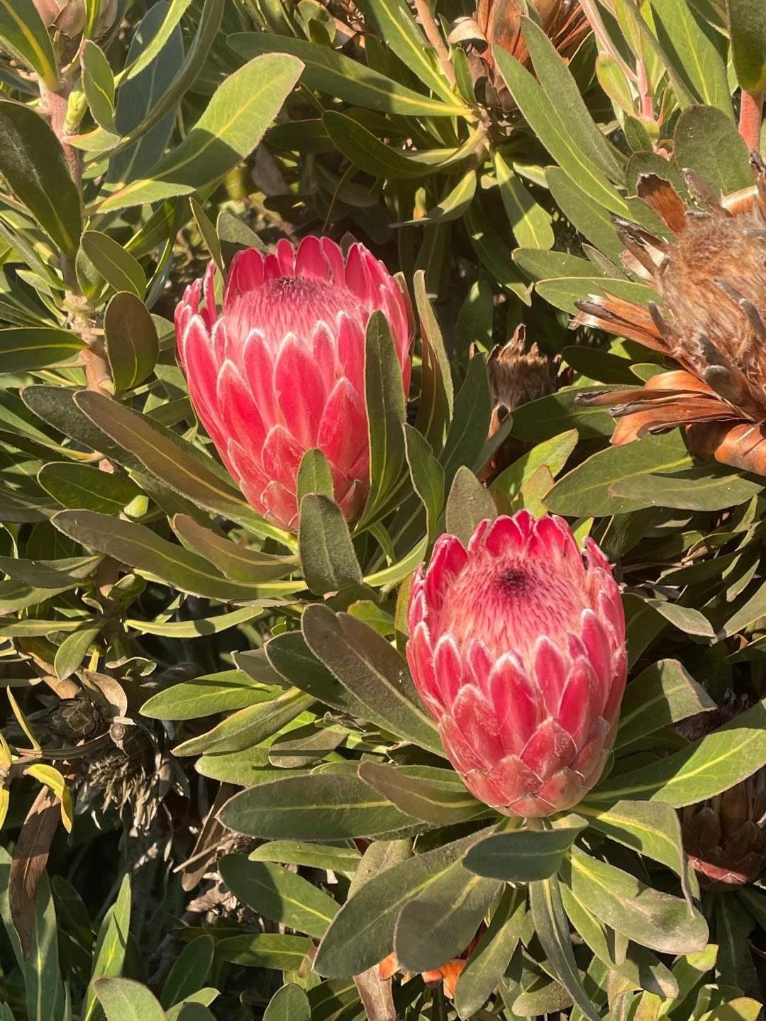 Fresh Cuttings of Protea Magnifica, Queen Protea - Etsy