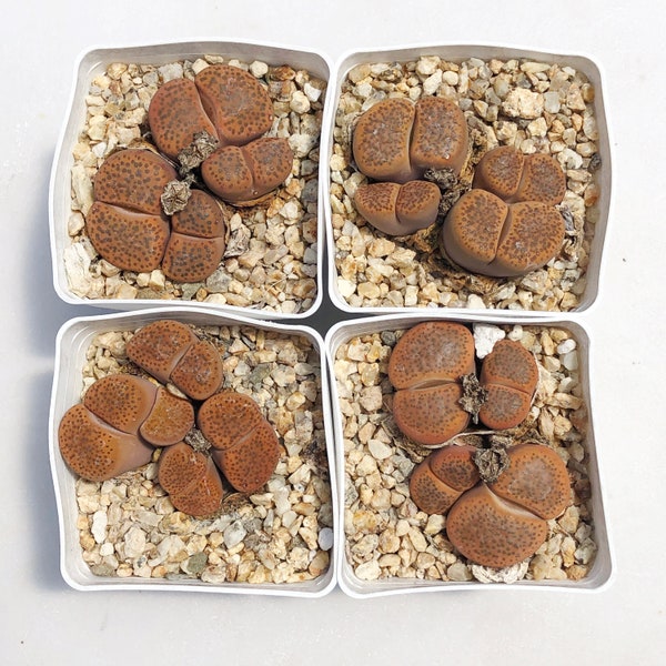 Lithops Live Plant - Etsy