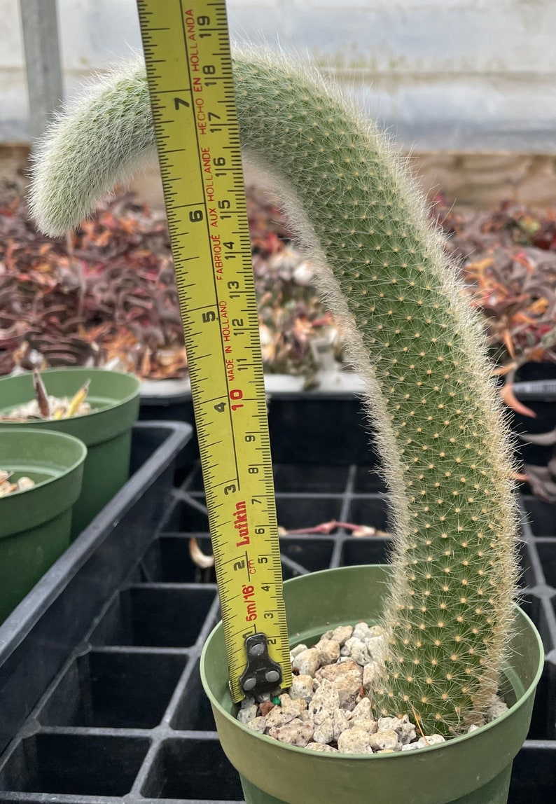 Cleistocactus Winteri Ssp. Colademononis Monkey's Tail - Etsy