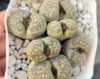 Lithops Live Plant - Etsy