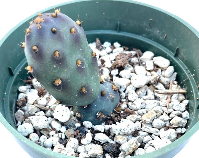 Opuntia Fragilis Var. Denudata 'potato' Cactus Super Cold and Hardy ...