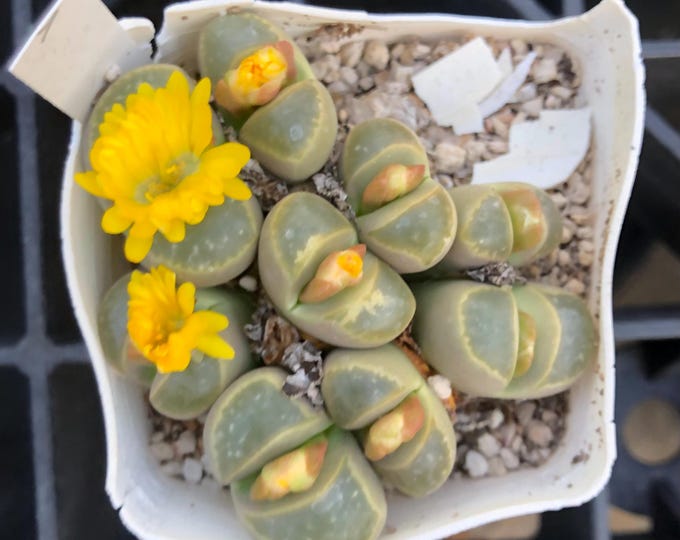 Old Lithops Plant One Pot of Multiple Heads Old Live Lithops Grown From ...