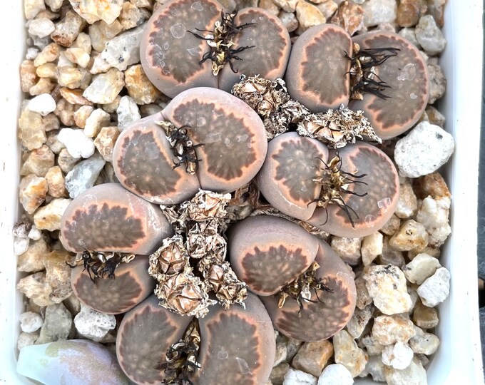 Lithops - Etsy