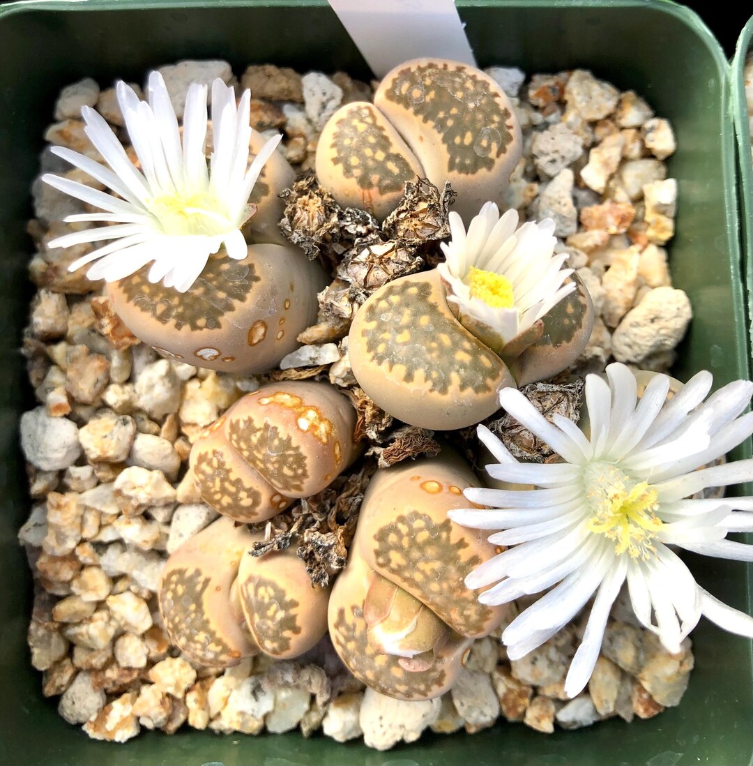 Old Lithops Plant One Pot of Multiple Heads 6 Heads Old Live Lithops ...