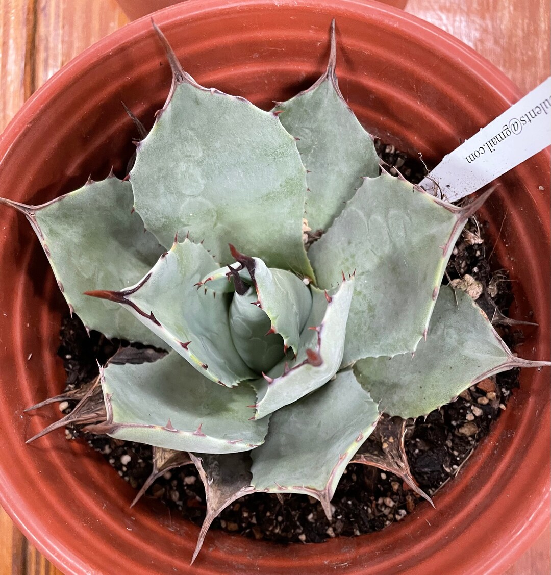 Agave Parryi Parrys Agave or Mescal Agave Artichoke Agave - Etsy
