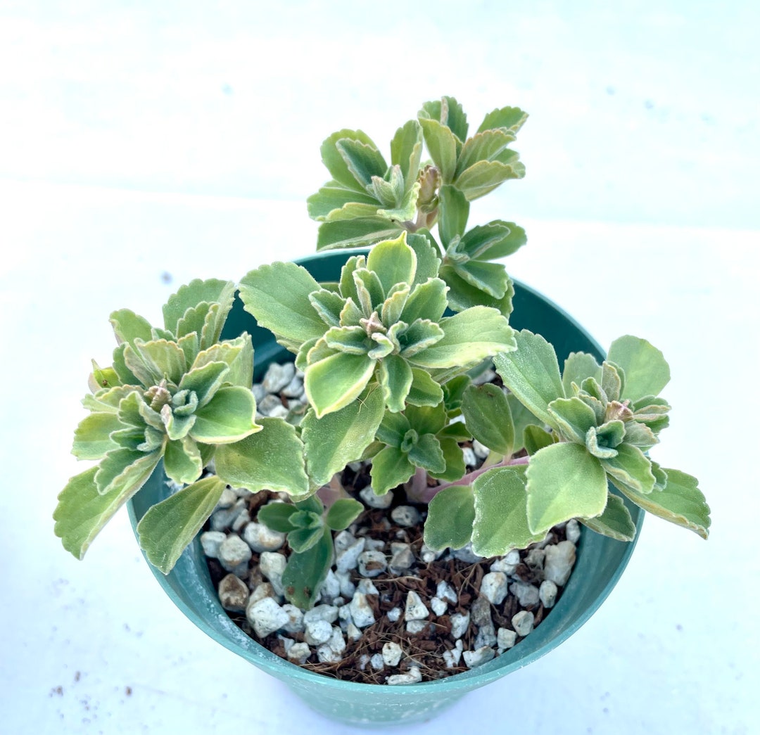 Plectranthus Noechilus Mikes Fuzzy Wuzzy Plant Growing in 4 Nursery Pot ...