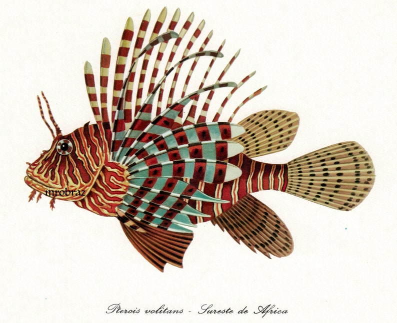 Vintage Fish Print, Red Lionfish, Vintage Fish Illustration, Digital ...