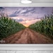 Front Range Agriculture Photo Crops Corn Row Farm Photo | Etsy