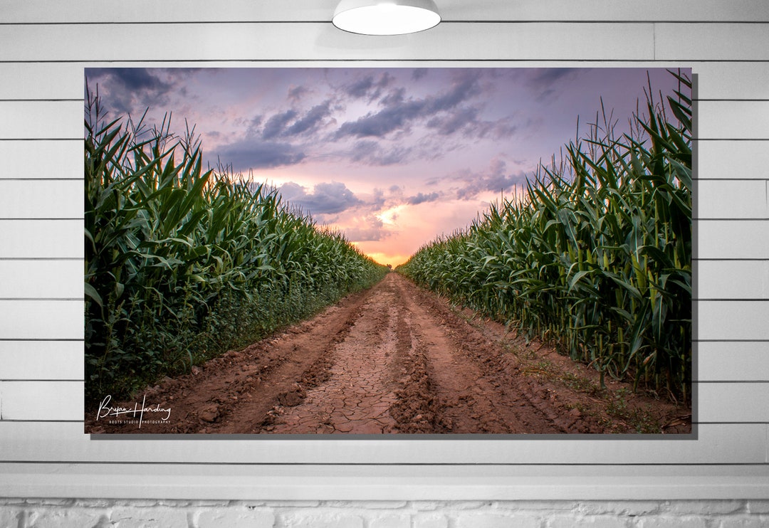 Front Range, Agriculture Photo, Crops, Corn Row, Farm Photo, Wall Art ...
