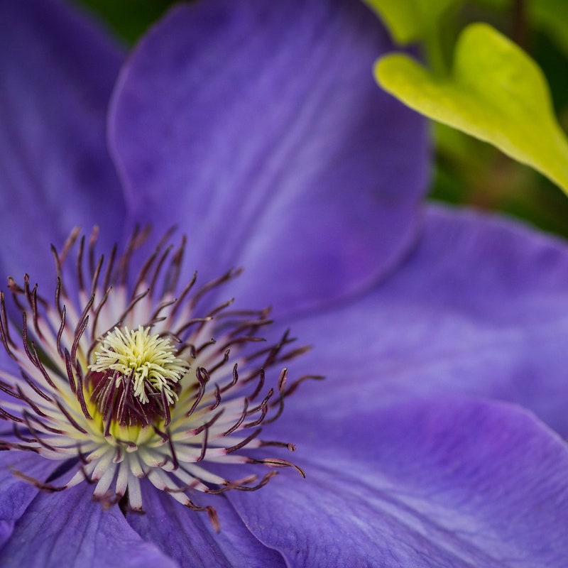 Macro Flowers - Etsy