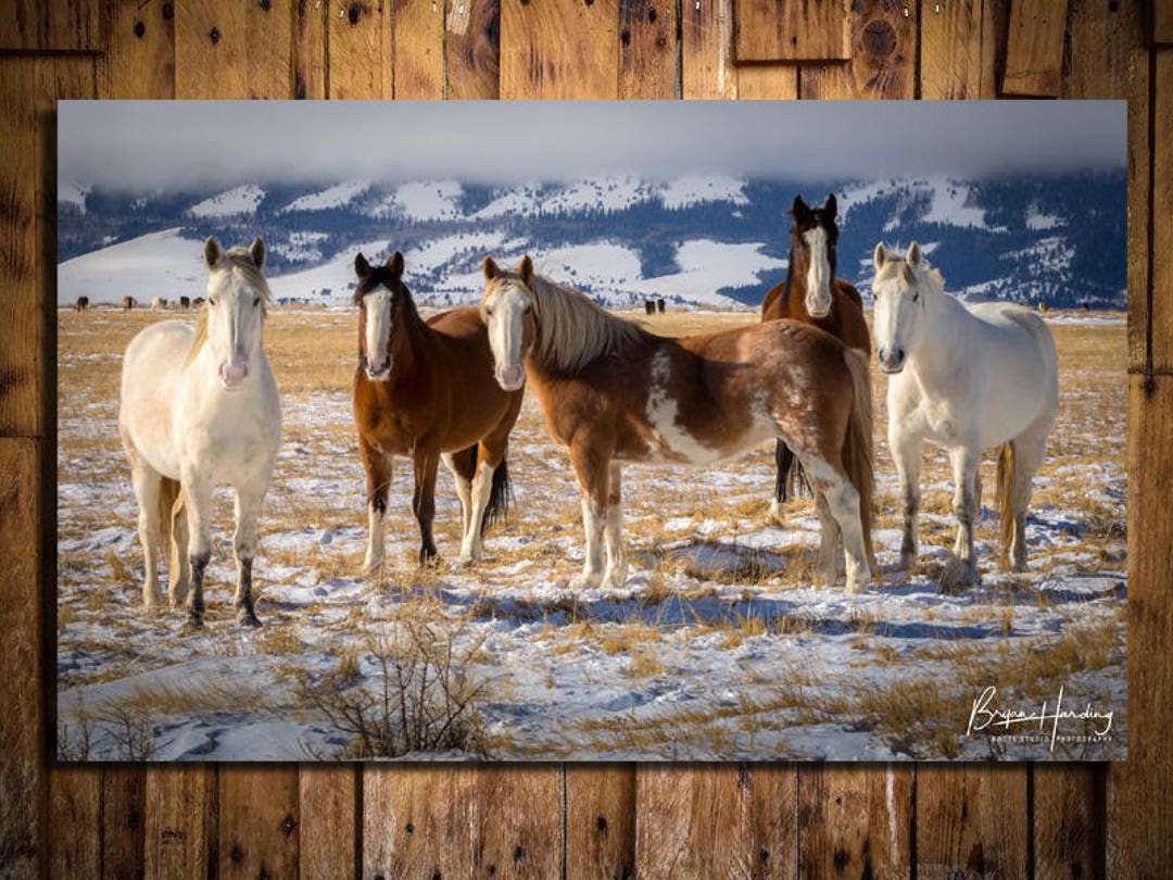 Horse Photograph, Horse Wall Art, Western Scene, Wall Art, Wild Horses ...