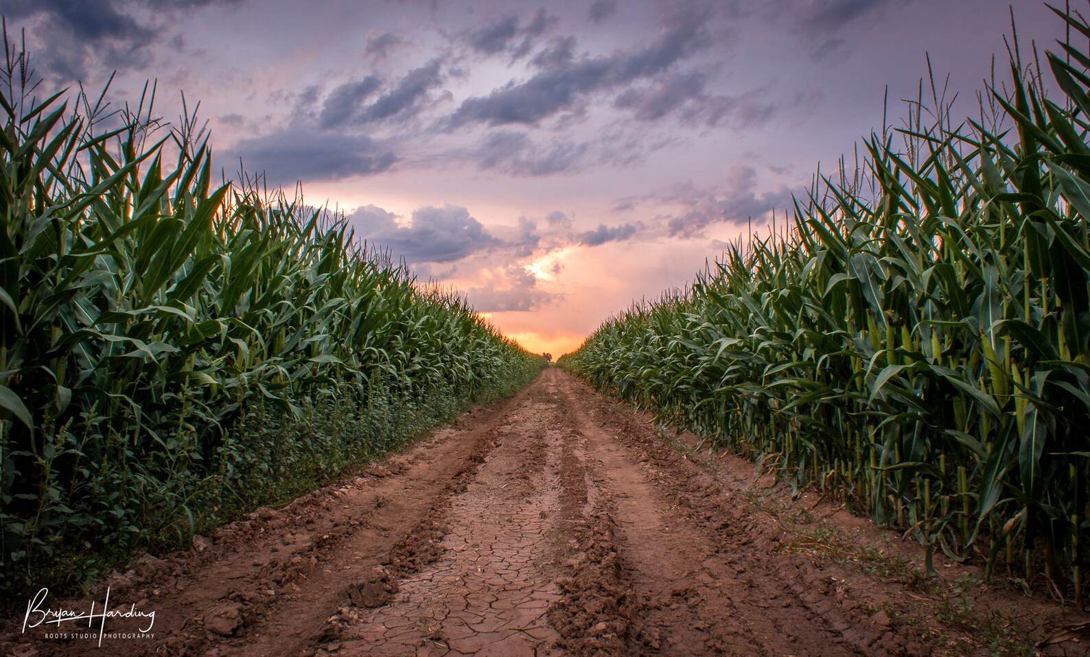 Front Range, Agriculture Photo, Crops, Corn Row, Farm Photo, Wall Art ...