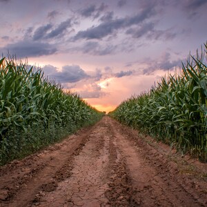 Front Range, Agriculture Photo, Crops, Corn Row, Farm Photo, Wall Art ...