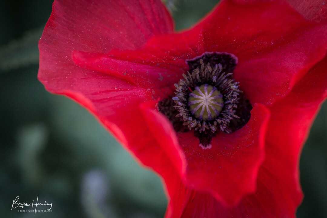 Red Poppy Flower Photo, Macro Photography, Colorado Art Print - Etsy