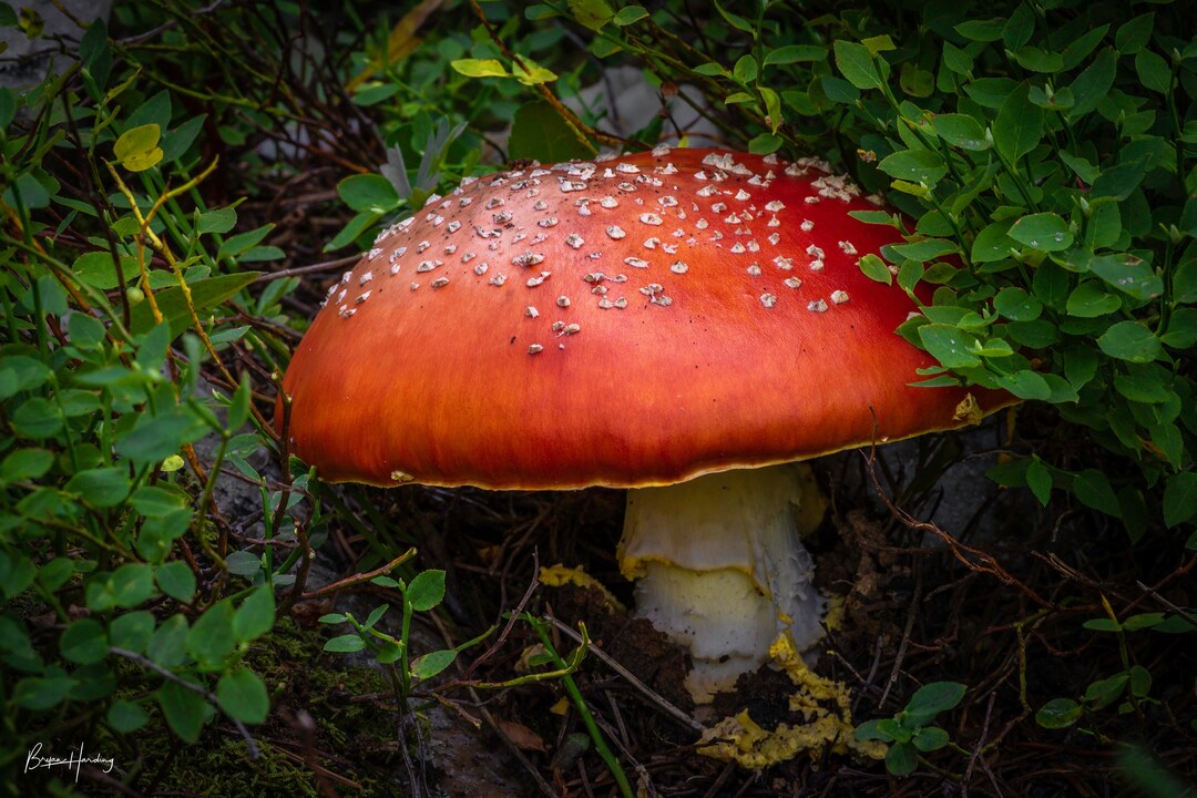 Mushroom Photo, Toad Stool, Alice in Wonderland, Fungus, Nature, Red ...
