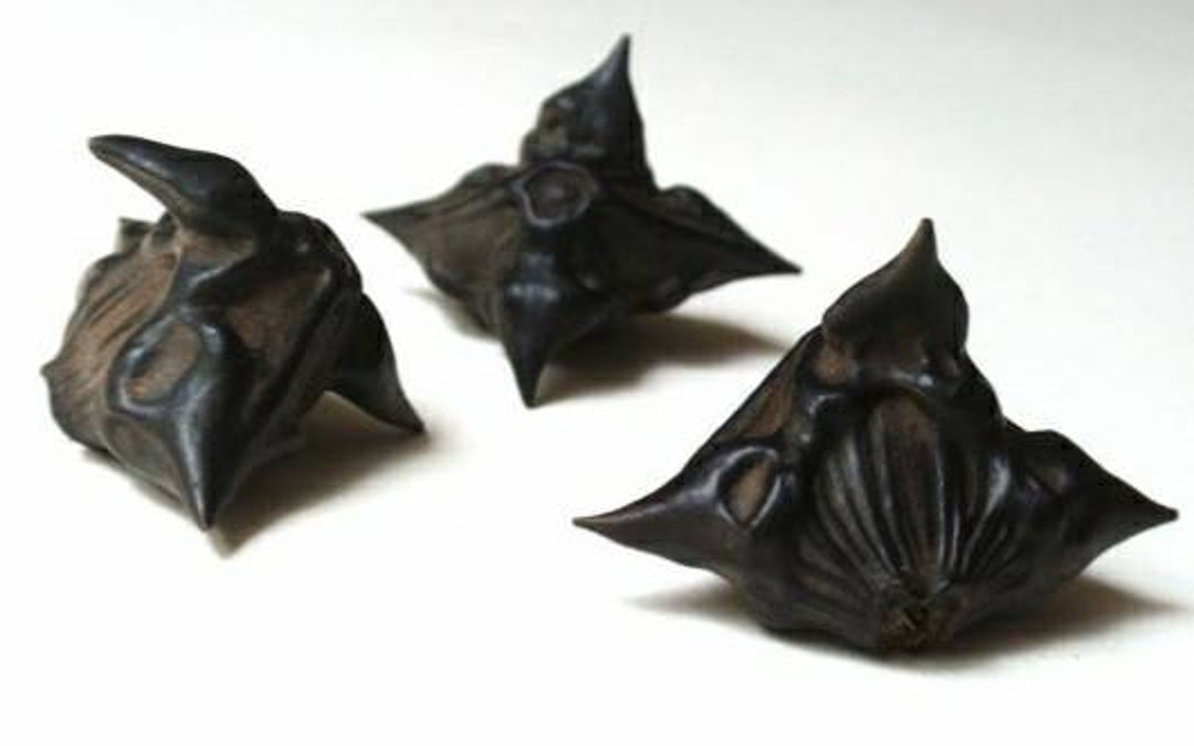 Devil Pods Trapa Natans B2g1 - Etsy