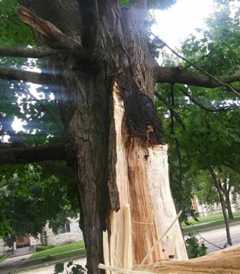 Lightning Struck Maple Wood - Etsy