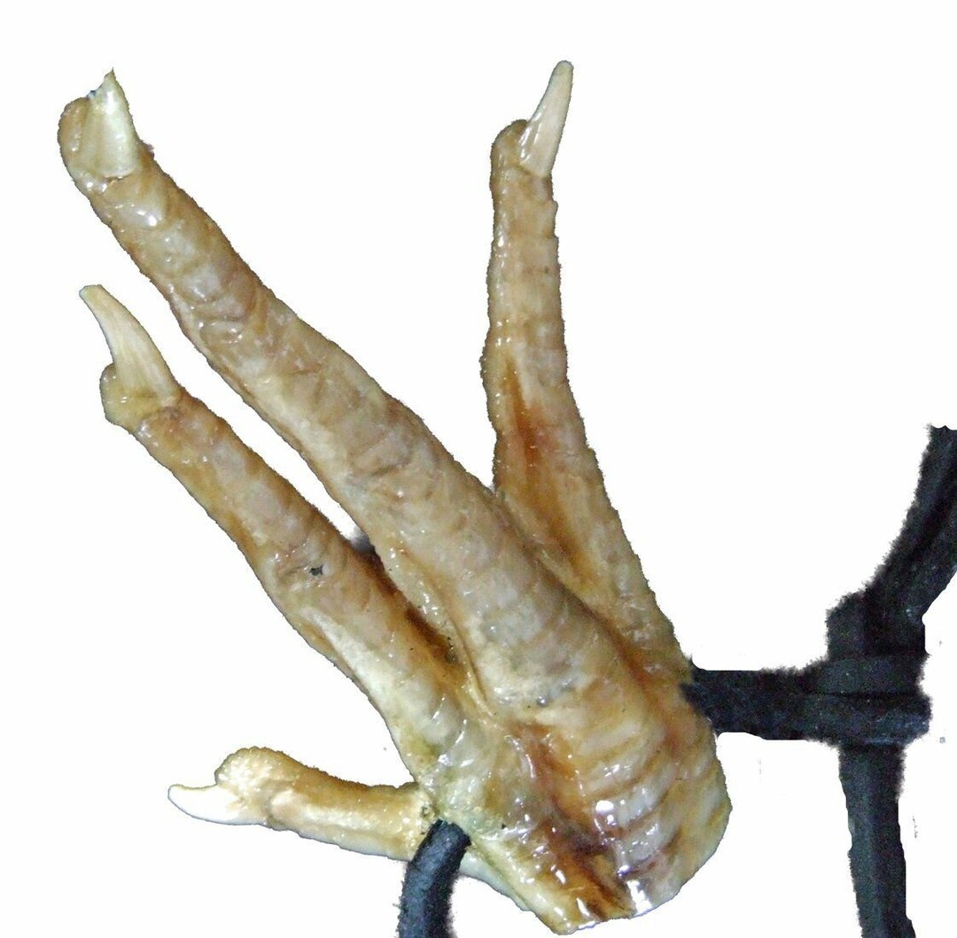 Voodoo Chicken Foot Amulet New Orleans Louisianna Cajun Voodoo Magic ...