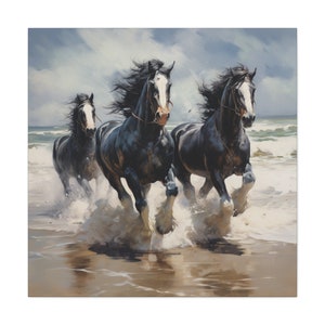Beautiful Free Galloping Heavy Draft Shire Horses Splashing Through ...