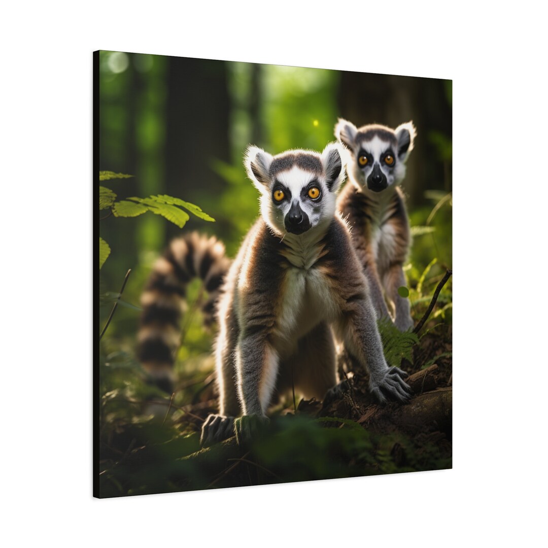 Ringtail Lemurs With Piercing Yellow Eyes Staring Down Their Natural ...