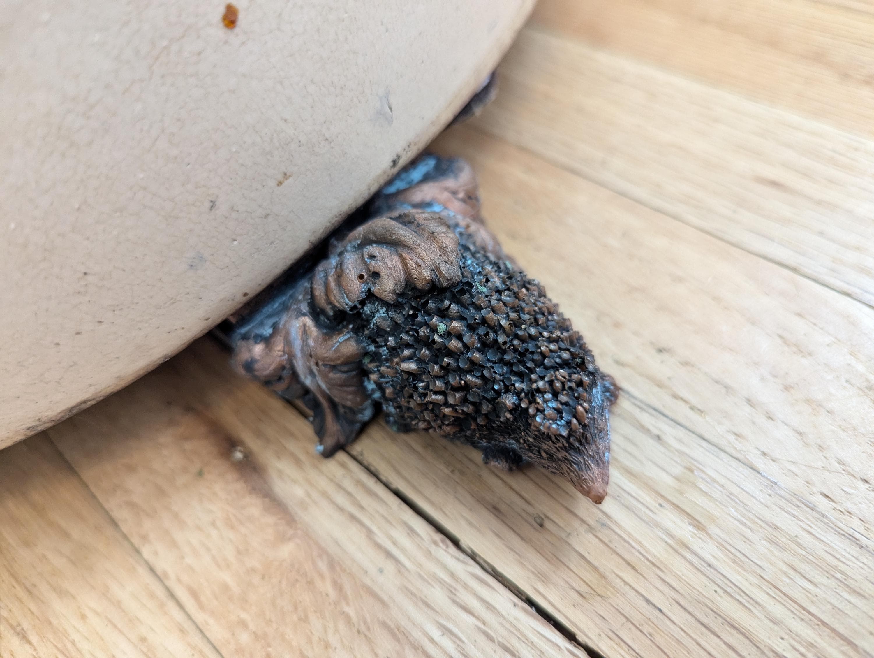 Hedgehog Feet - Planter Pot Feet - Etsy