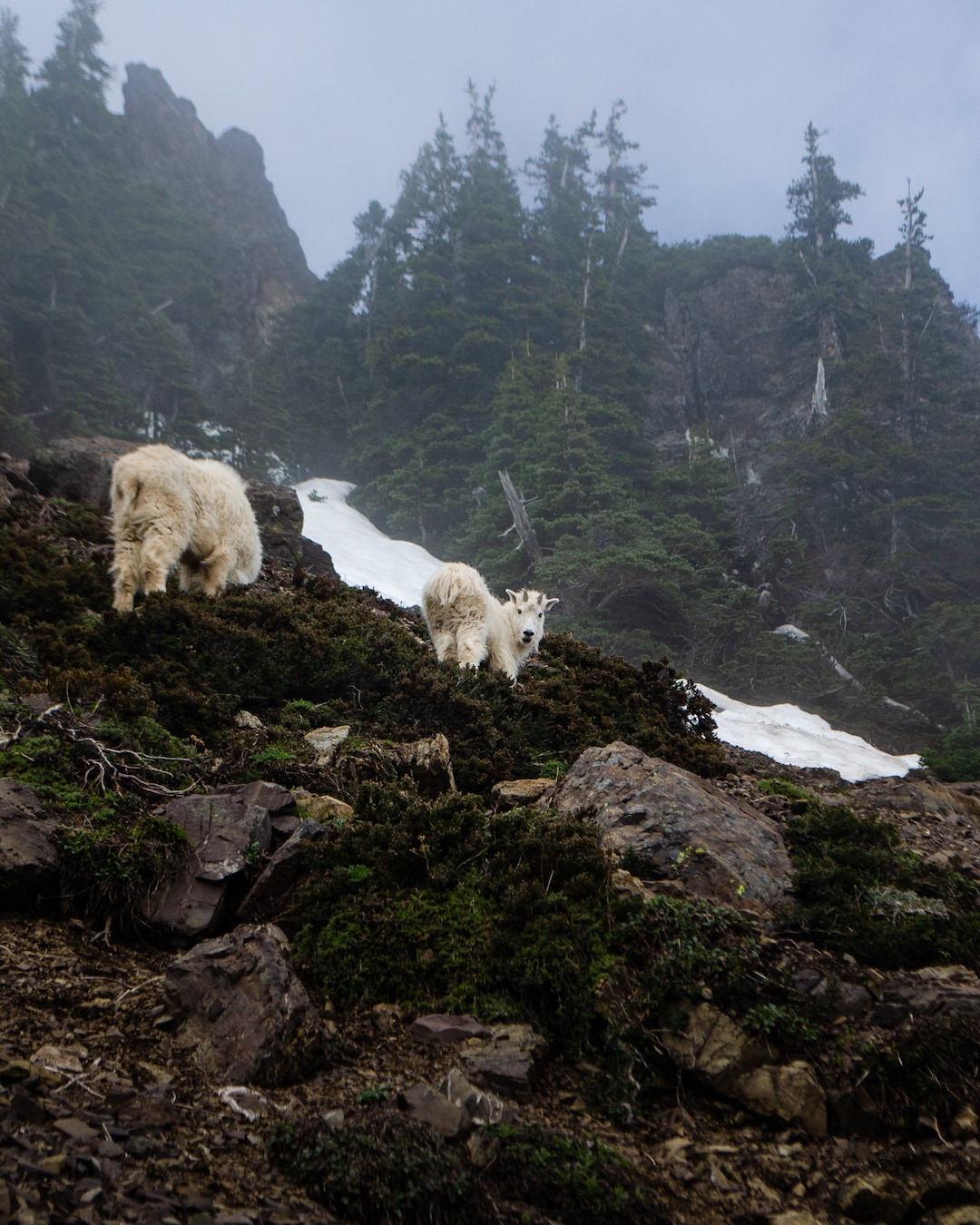 Mountain Goats in the Fog of Mount Ellinor in Olympic National Park ...