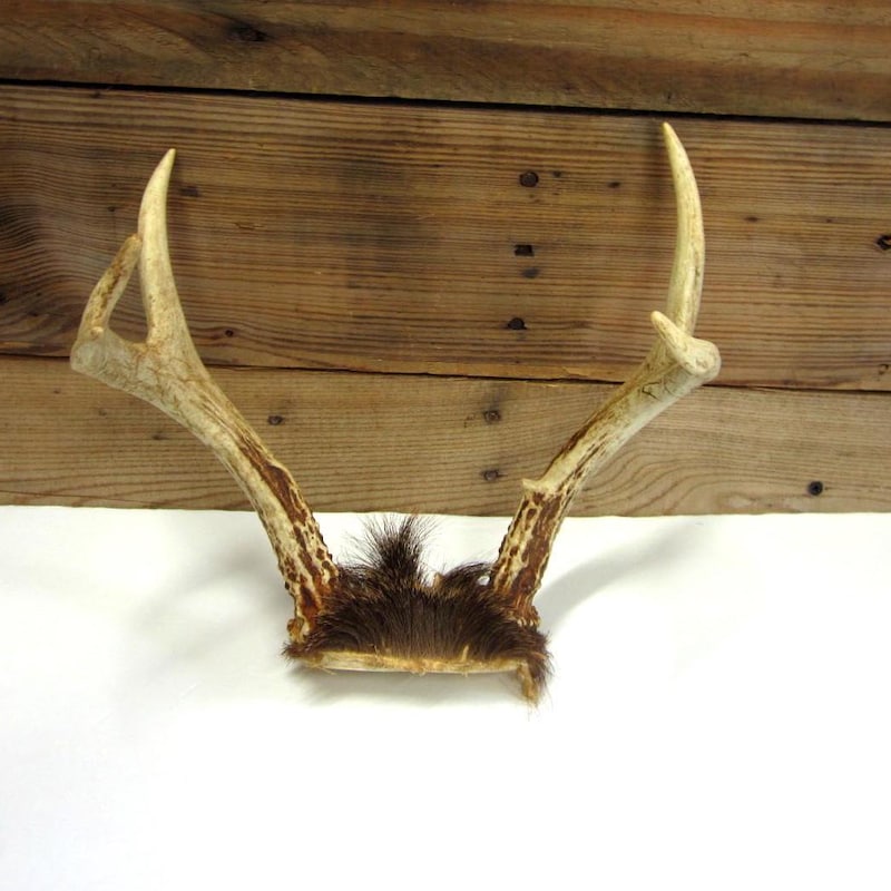 Real Deer Antlers - Etsy