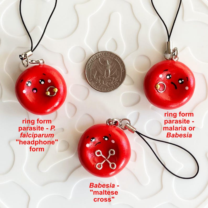 Red Blood Cell RBC Parasites Malaria, Babesia, Ornament, Hematologist ...