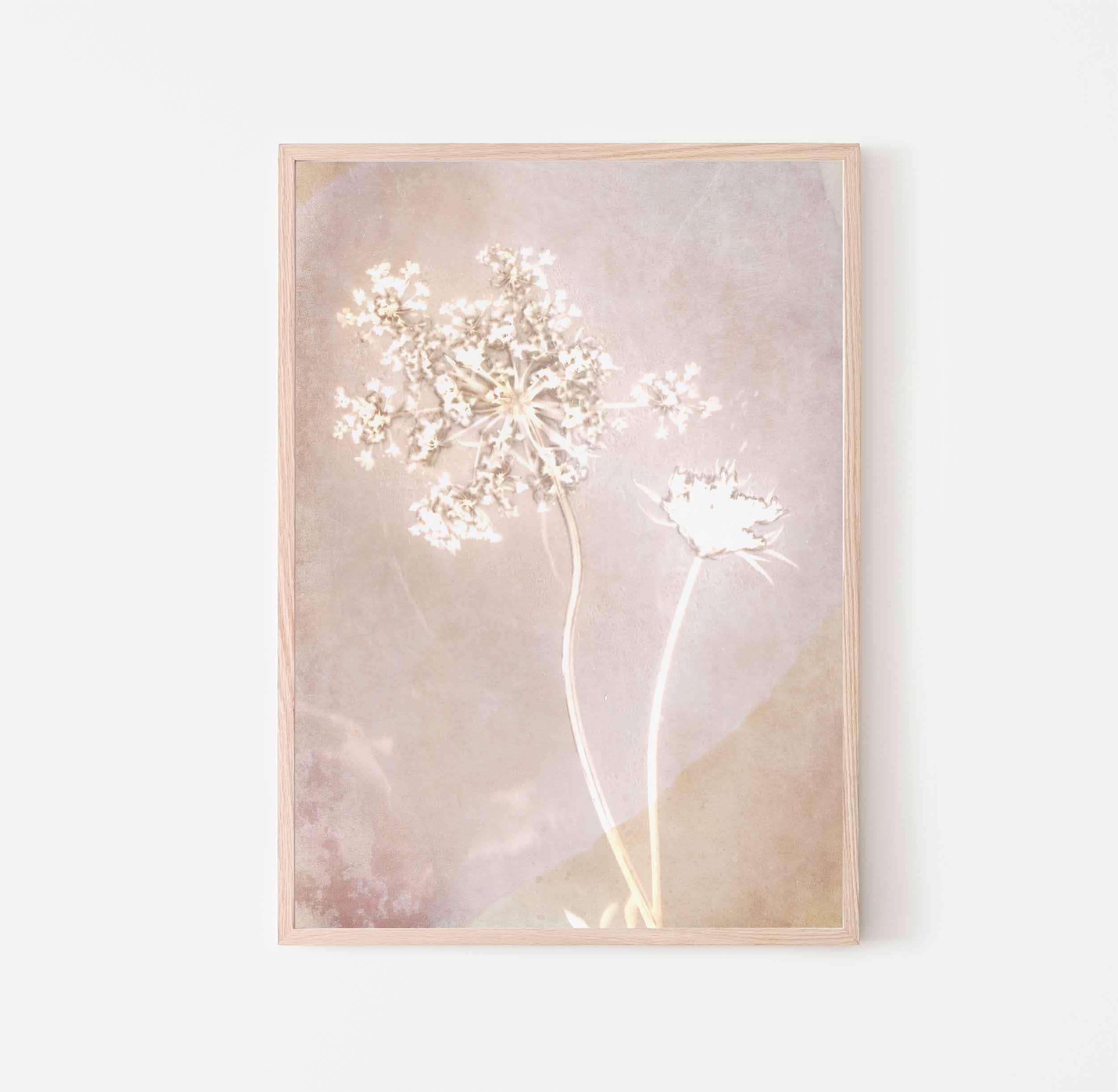 Printable Botanical Wall Art, Pink Lumen Print, Plant Blooms Nature ...