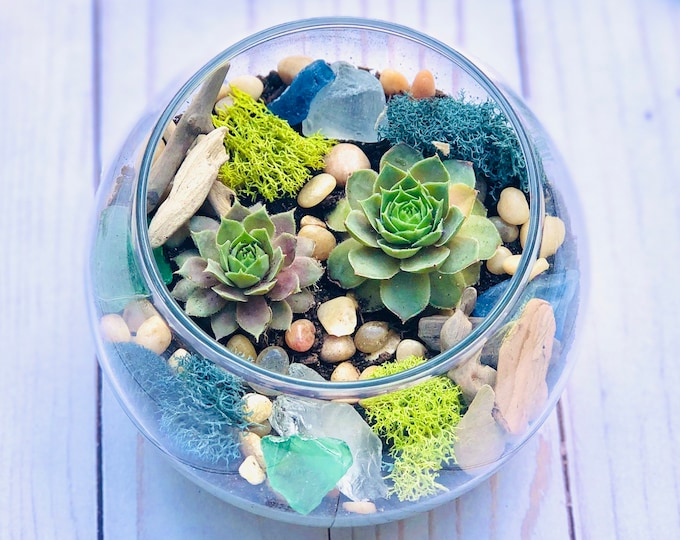 Sea Glass & Driftwood Terrarium Kit, Succulent Gift Box, Cactus ...