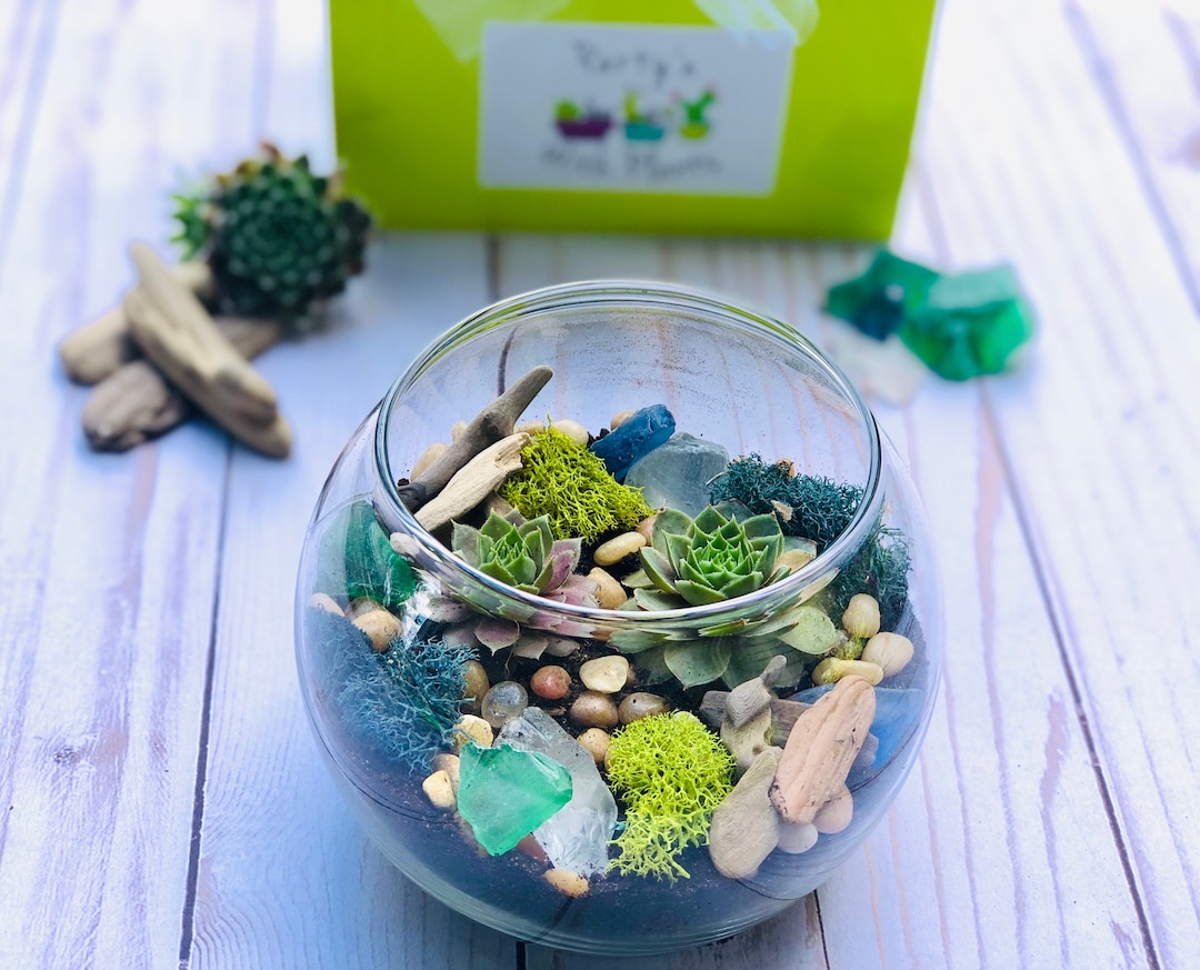 DIY Sea Glass Succulent Terrarium Kit: Driftwood Planter Gift - Etsy