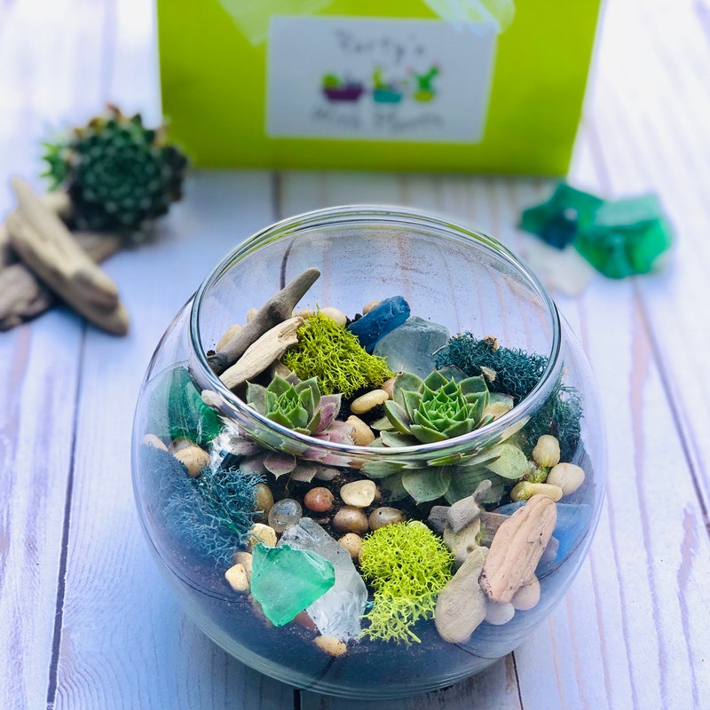 Terrarium Kit - Etsy