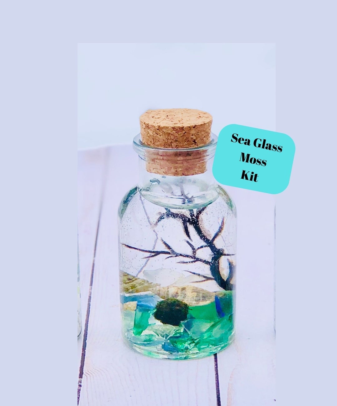 Sea Glass Moss Ball, Moss Plant Gift Box, Live Moss Kit, Java Moss Kit ...