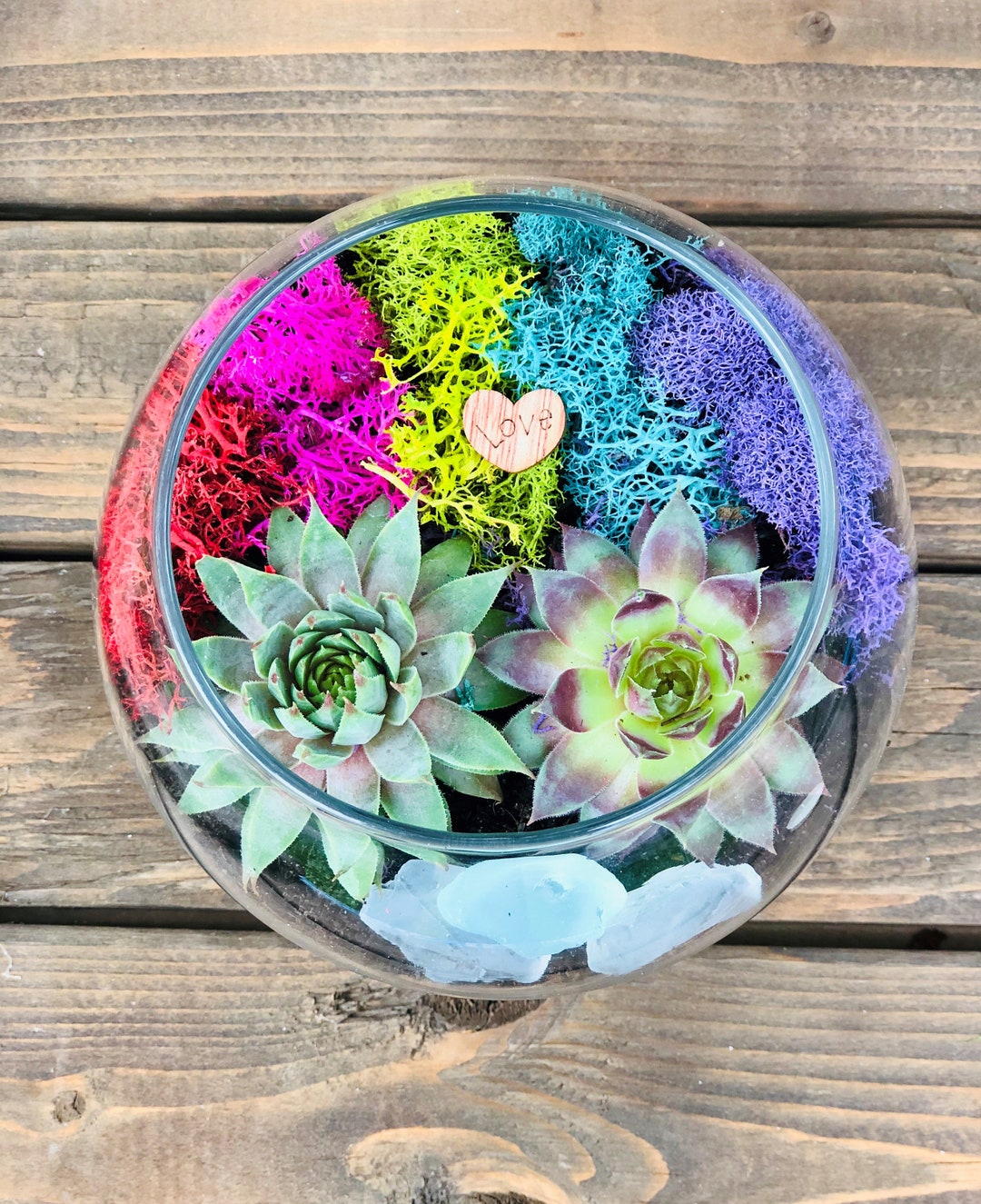 Rainbow Succulent Terrarium Kit, Rainbow Planter, Terrarium Kit, Cactus ...
