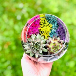 Rainbow Succulent Terrarium Kit, Rainbow Planter, Terrarium Kit, Cactus ...