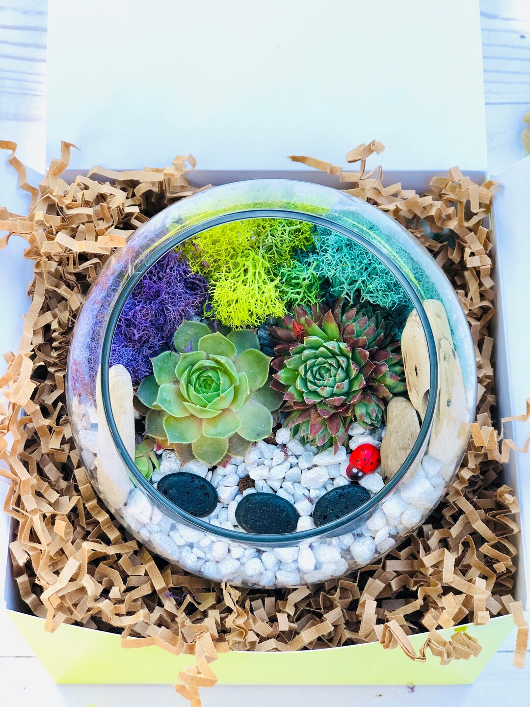 Plant Diffuser, Essential Oil Diffuser, Desk Diffuser, Succulent ...