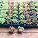 Mini Succulent Collection: 5 Live Plants, Fairy Garden Plants, Mini ...