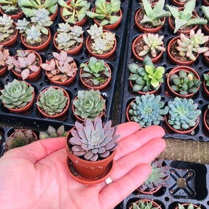 Mini Succulent Collection: 5 Live Plants, Fairy Garden Plants, Mini ...