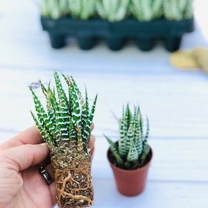 Plant Party Favors Baby Shower Wedding Favors Corporate Gifts succulent ...