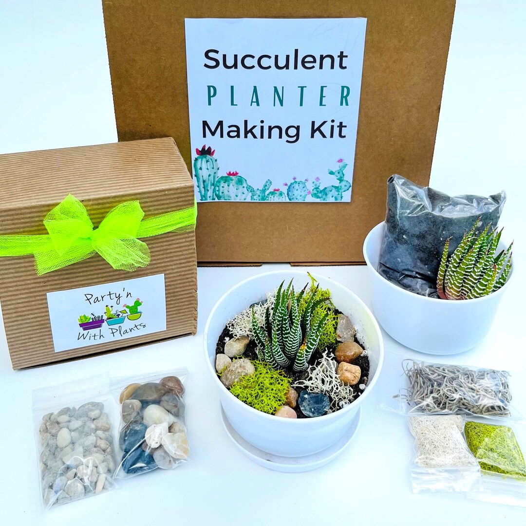 Plant Succulent Making Kit, Corporate Gift Box, Plant Gift Box, Small ...
