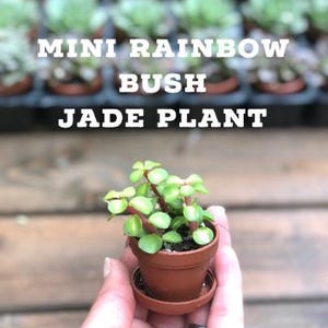 Mini Succulent Collection: 5 Live Plants, Fairy Garden Plants, Mini ...