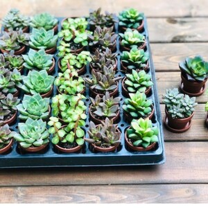 Plant Lover Gift, DIY Planter, Terrarium Gift, Succulent Planter DIY ...
