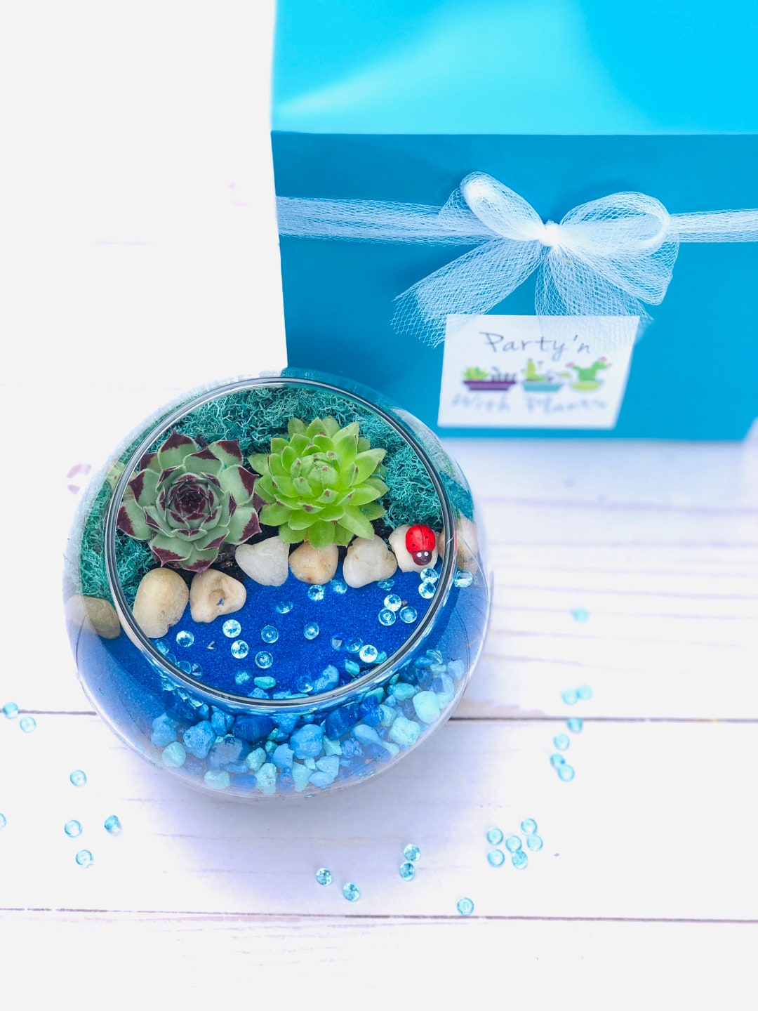 Turquoise Blue Terrarium Kit, Succulent Cactus Terrarium Kit, DIY Glass ...