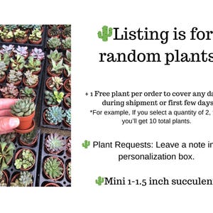 Mini Succulent Collection: 5 Live Plants, Fairy Garden Plants, Mini ...