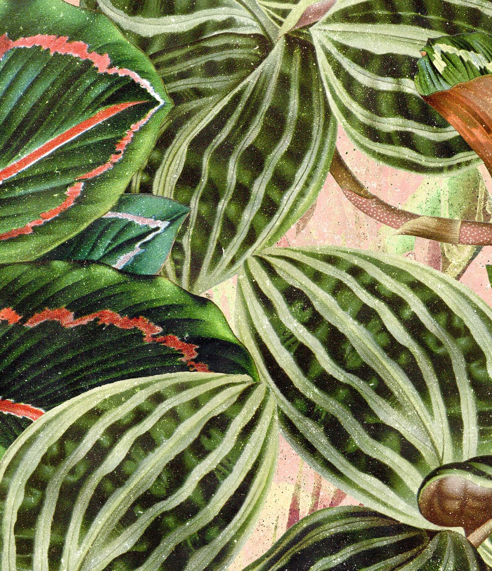 Tropical Hawaiian Fern Wallpaper Magical Garden Botanical - Etsy