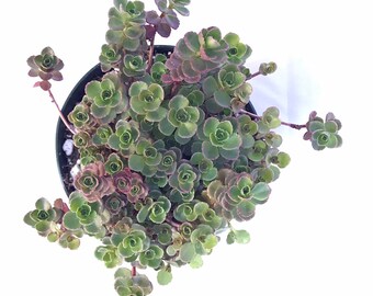 Plants | Etsy