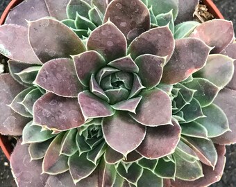 Succulents Cactus and Hoya unique and rare plants by Zensability