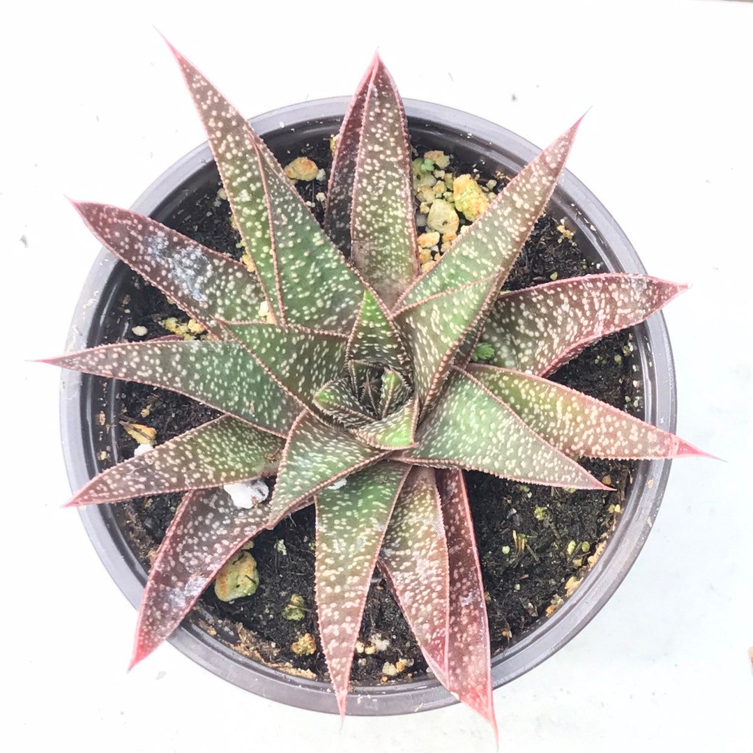 Gasteria 'flow' Succulent Plant, Rooted Live House Plant Gift, 4 INCH ...