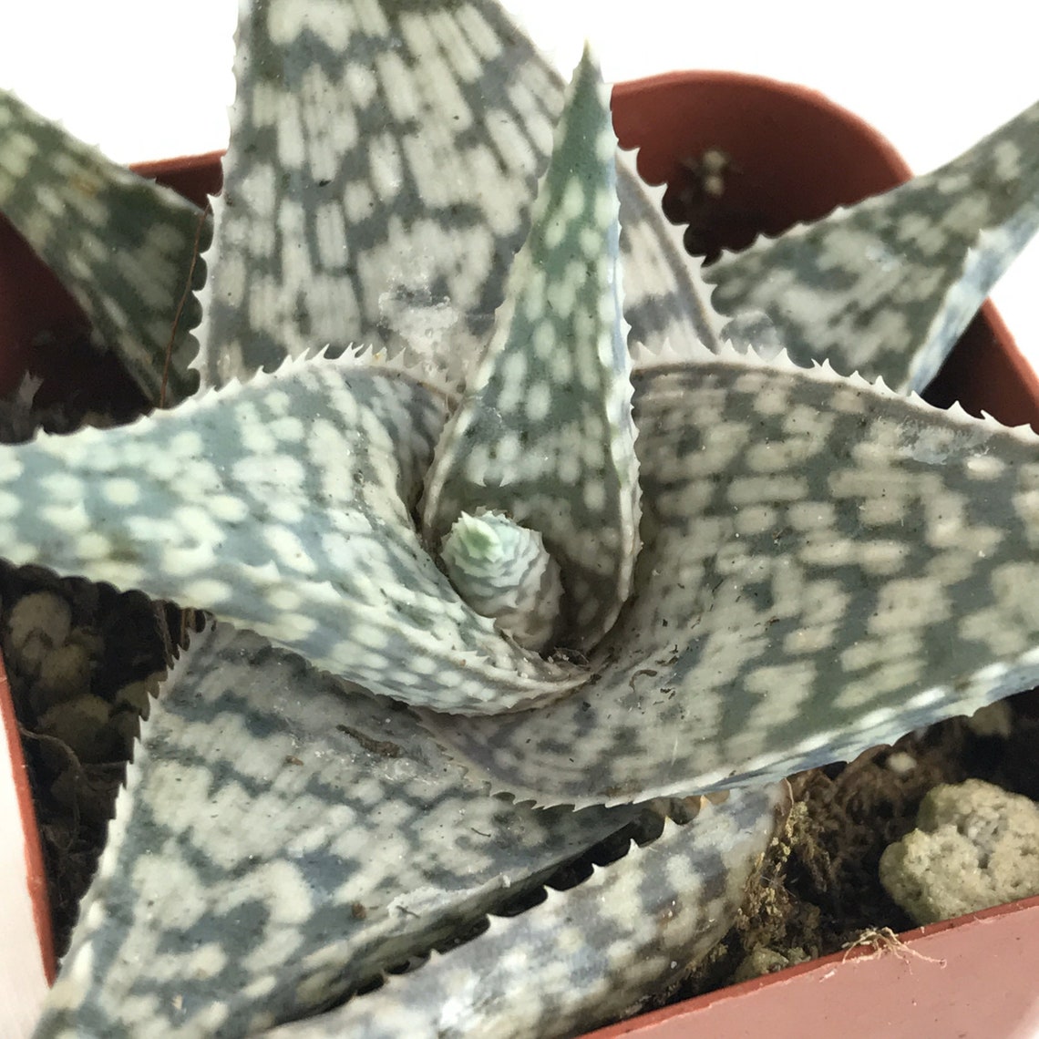 Aloe 'white Beauty' Live Succulent Garden Plant - Etsy